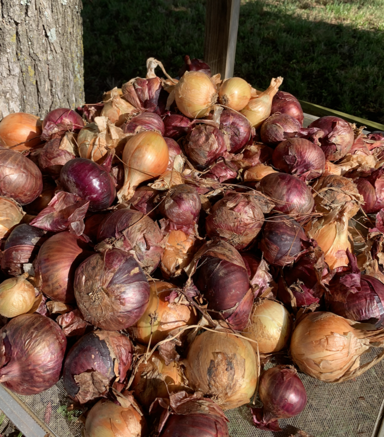 HOW TO PLANT ONIONS | southeasterlyfarms.com