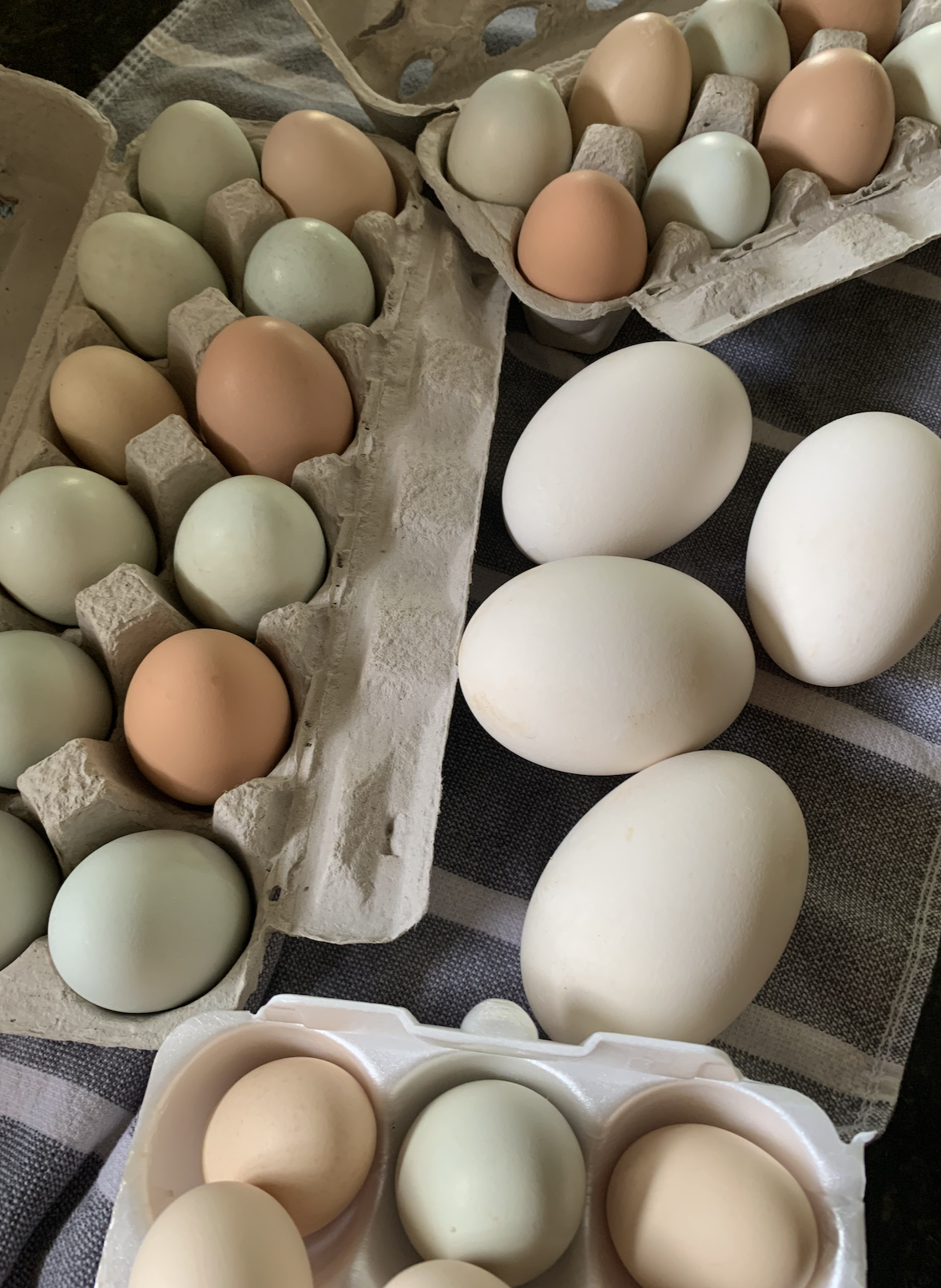 A GUIDE TO WASHING FARM FRESH EGGS | southeasterlyfarms.com
